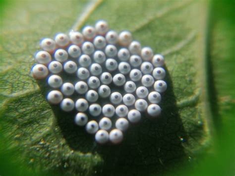 Moth Eggs