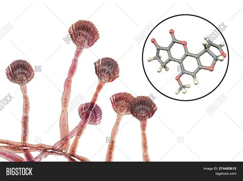 Fungi Aspergillus Image And Photo Free Trial Bigstock