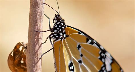 Female Vs Male Monarch Butterfly