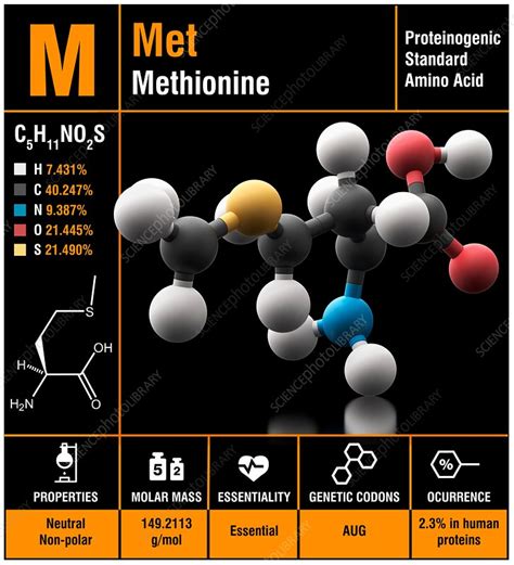 Methionine Amino Acid Molecule Stock Image C0300674 Science Photo Library
