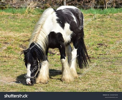 Irish Tinker Photos And Images And Pictures Shutterstock