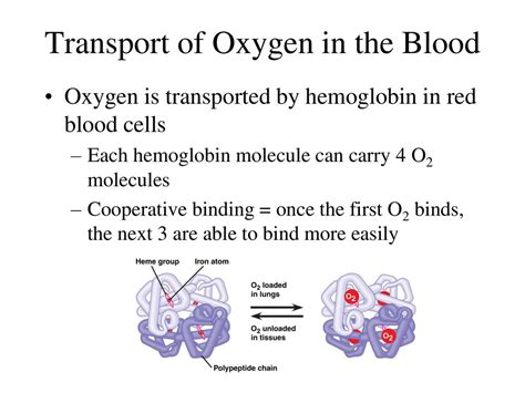 Respiration Ap Biology Unit Ppt Download