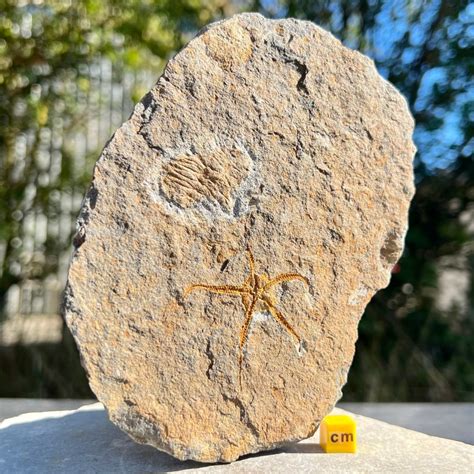 Echinoderms Uk Fossils