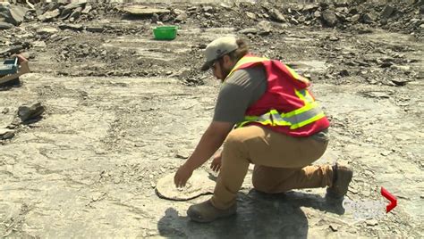 Prehistoric Fossil Stolen From Southern Alberta Mine Globalnewsca