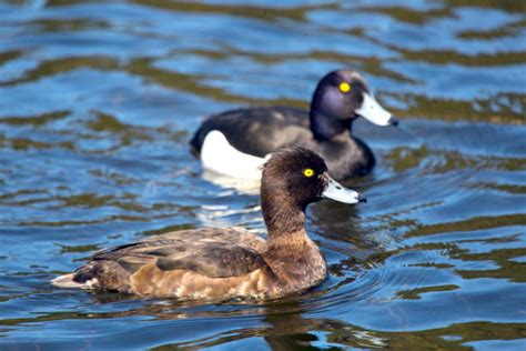Tufted Duck 스톡 사진 및 일러스트 Istock