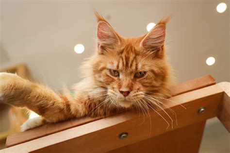 缅因猫—大帅顾0晨 站酷zcool