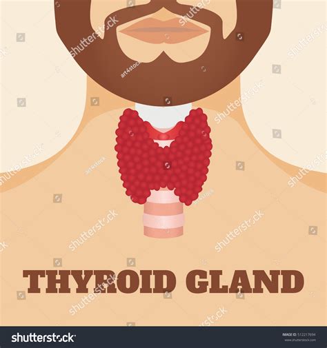 Thyroid Gland Trachea Shown On Silhouette Stock Vector Royalty Free