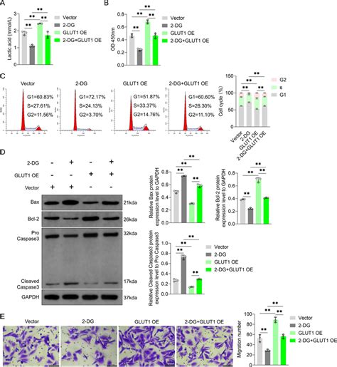 Effects Of Glut1 Overexpression Plasmid And 2 Deoxy Glucose 2 Dg On