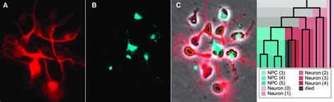 Immunohistochemistry Used To Display Fate Commitment By Generation On