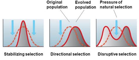 Directional Stabilizing Disruptive Selection