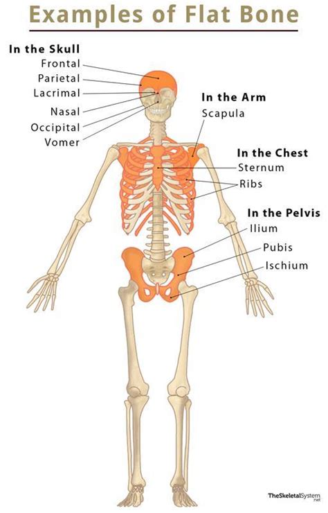 Nerves In The Flat Bones