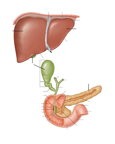 Accessory Digestive Organs Unit 5 Diagram Quizlet