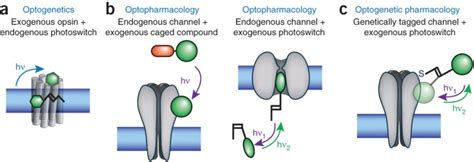 Optogenetic Pharmacology For Control Of Native Neuronal Signaling