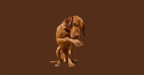 Why Do Dogs Lick Their Privates Areas