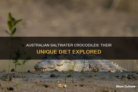 Australian Saltwater Crocodiles Their Unique Diet Explored Shunculture