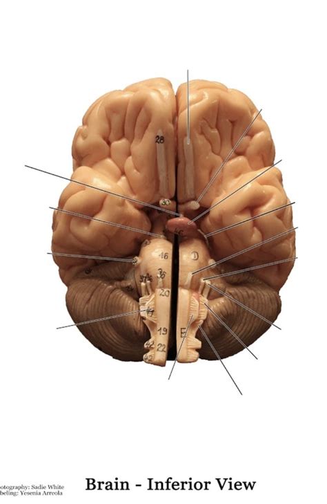 Inferior View Of Brain Diagram Quizlet