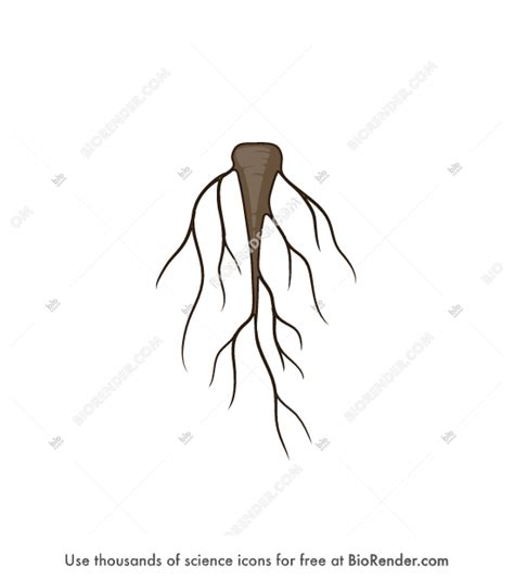 Free Cycad Root Icons Symbols And Images Biorender