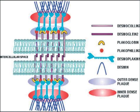 The Desmosome Consists Of Three Families Of Proteins The Desmosomal