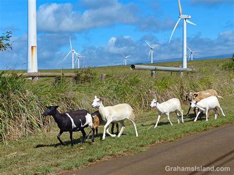 Sheep Graham S Island
