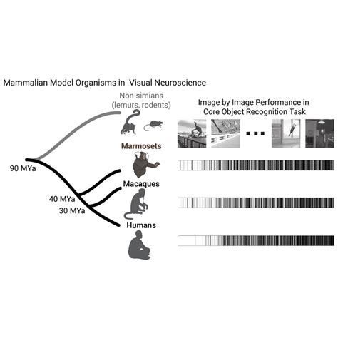 Marmoset Core Visual Object Recognition Behavior Is Comparable To That