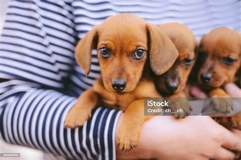 닥 스 훈 트 강아지입니다 닥 스 훈 트 강아지 초상화 야외 많은 귀여운 닥 스 훈 트 강아지 야외 연주 개 Dachshound