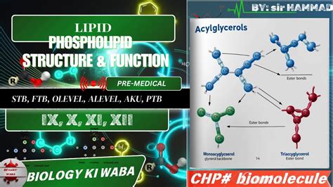 Phosholipid Structure And Function Biomolecule Biology Xi Olevel Alevel Youtube