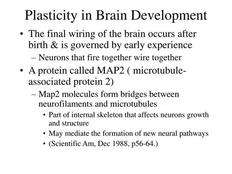 Ppt Neural Plasticity Powerpoint Presentation Free Download Id 275418