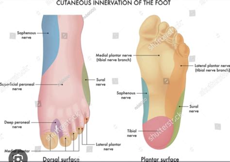 Dermatomal Distribution Of The Foot Flashcards Quizlet