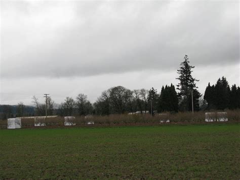 2012 Hazelnut Pollination College Of Agricultural Sciences