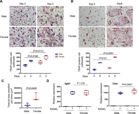Sexual Dimorphism In Differentiating Osteoclast Precursors Demonstrates