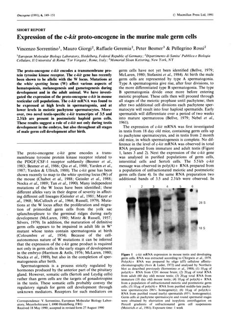 Pdf Expression Of The C Kit Proto Oncogene In The Murine Male Cells