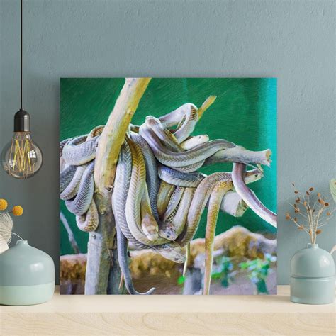 Latitude Run® Brown And White Snake On Brown Soil Wrapped Canvas