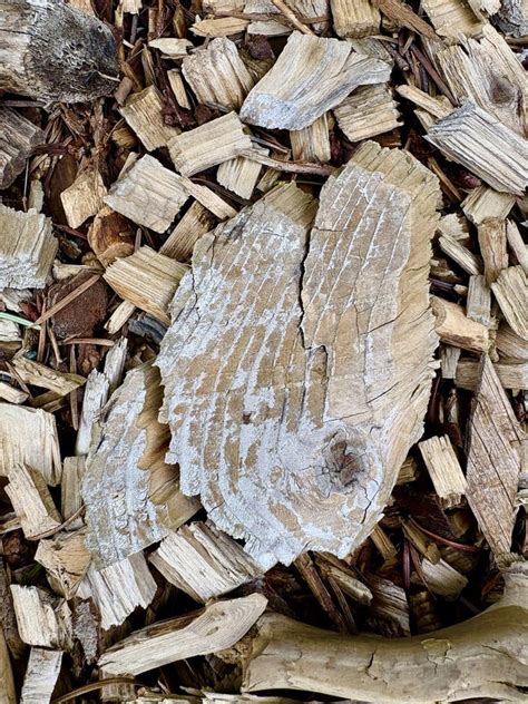 Close Up Of Weathered Wood Chips And Bark Textures Stock Image Image Of Rock Material 375417787