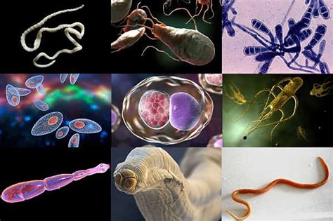 Ретоксин от паразитов цена официальный сайт и реальные отзывы