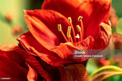 빨간 아마 릴리스 공장 0명에 대한 스톡 사진 및 기타 이미지 Istock