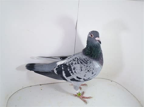 Pl Drapa X Dirk Van De Bulck X De Klak Profesjonalny Portal Aukcyjny Go Bi