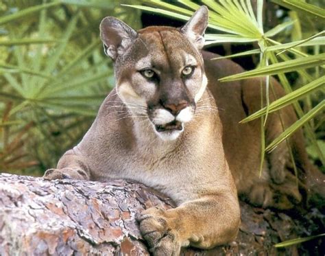 Флоридская пума - Путешествуем вместе Mountain Lion, Pumas, Panther ...