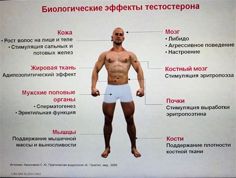 Поднять уровень тестостерона: 10 способов повысить уровень тестостерона ...