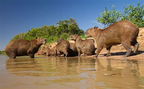 Capybara Description Behavior Facts Britannica