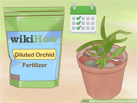 How To Care For A Dendrobium Orchid 12 Steps With Pictures Artofit