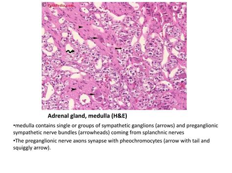 Ppt Histology Of Adrenal Gland Medulla Powerpoint Presentation