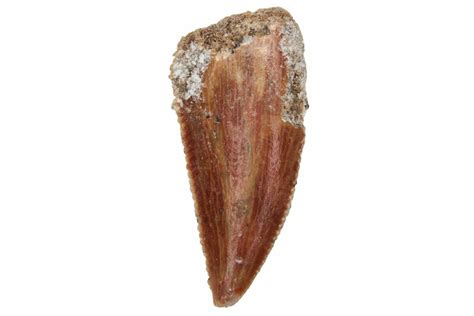 Serrated 66 Raptor Tooth Real Dinosaur Tooth 230875 For Sale