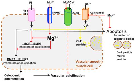 Metals Special Issue Biodegradable Metals