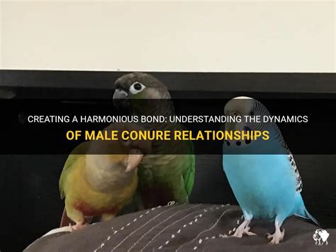 Creating A Harmonious Bond Understanding The Dynamics Of Male Conure