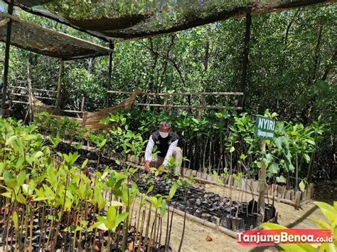 Tahura Ngurah Rai Taman Hutan Raya Mangrove Terbesar Di Bali