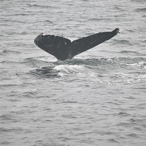 Noaa We Recently Used Drix—an Uncrewed Surface Vessel—to Collect Critical Data Throughout