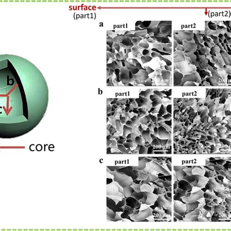 Sem Of Multidimensional Gradient Pnipamlaponiterb Hydrogel At