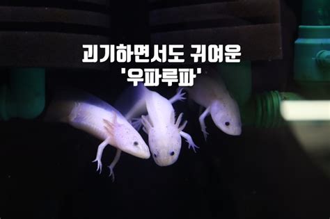 멕시코 도롱뇽 우파루파 쑥쑥 성장중 네이버 블로그