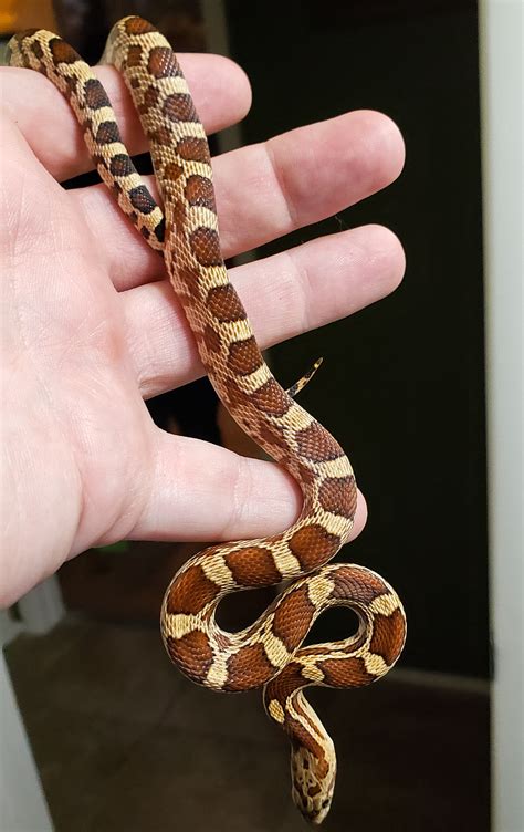 Ball Python Hybrids Ball Pythons Morphmarket Reptile Community