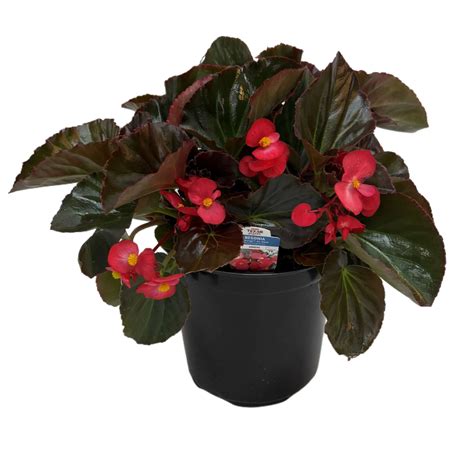 H E B Texas Roots Begonia Viking Shop Potted Plants At H E B
